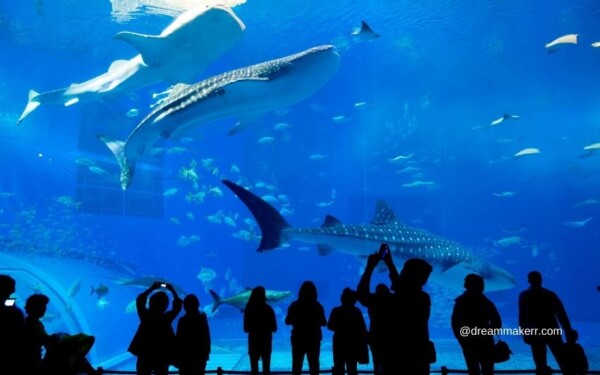 544 Unique Bucket List Ideas to Do Before You Die